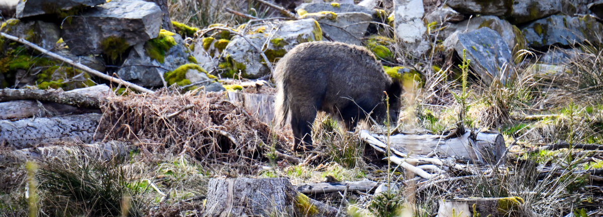 Benelux Recognizes Modern Bowhunting as Legal Hunting Method Across ...